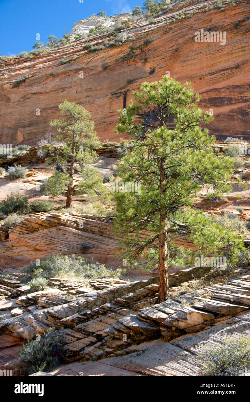 Trees and vegetation growing out of rocks in Zion National Park, Utah ...