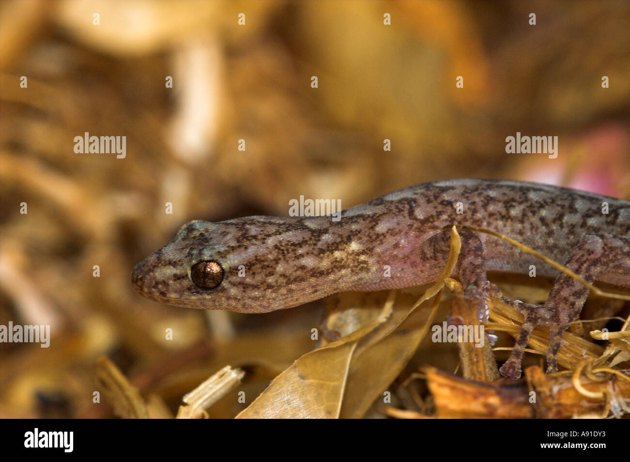 Marbled gecko christinus marmoratus hi-res stock photography and images ...