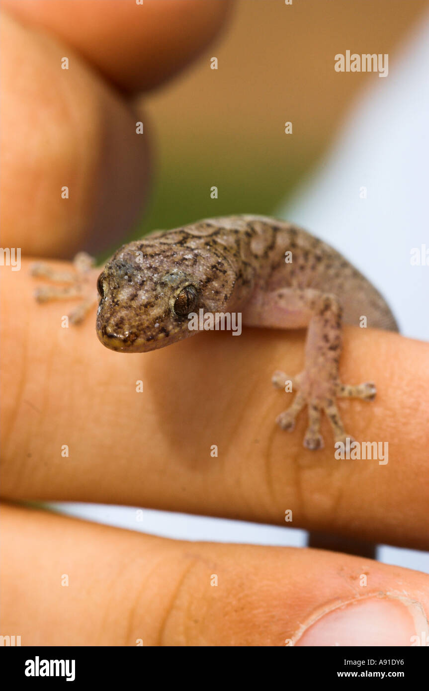 Marbled gecko hi-res stock photography and images - Alamy