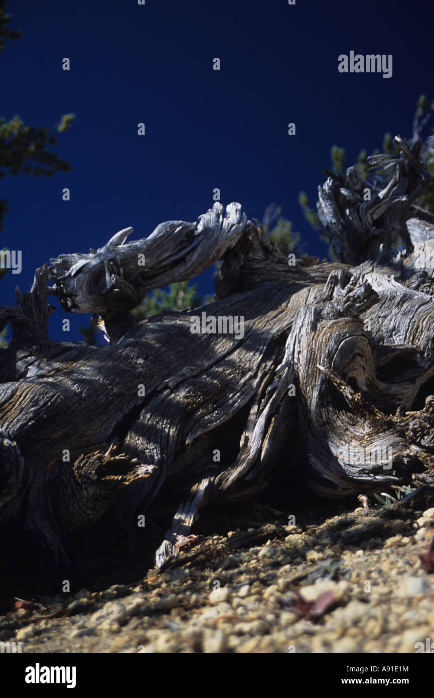 Ancient silver log Stock Photo - Alamy