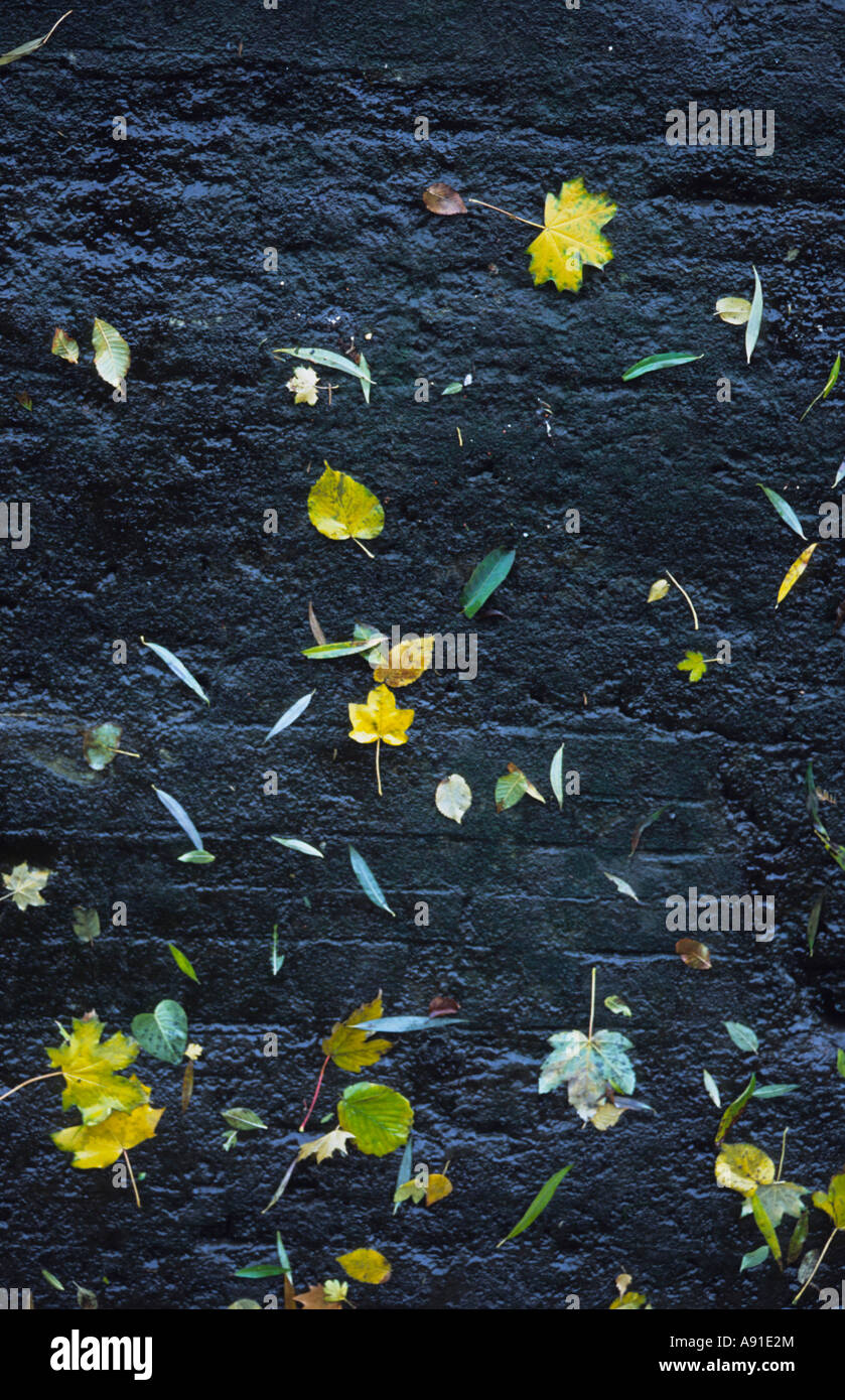 Autumn eaves on lock wall Stock Photo - Alamy