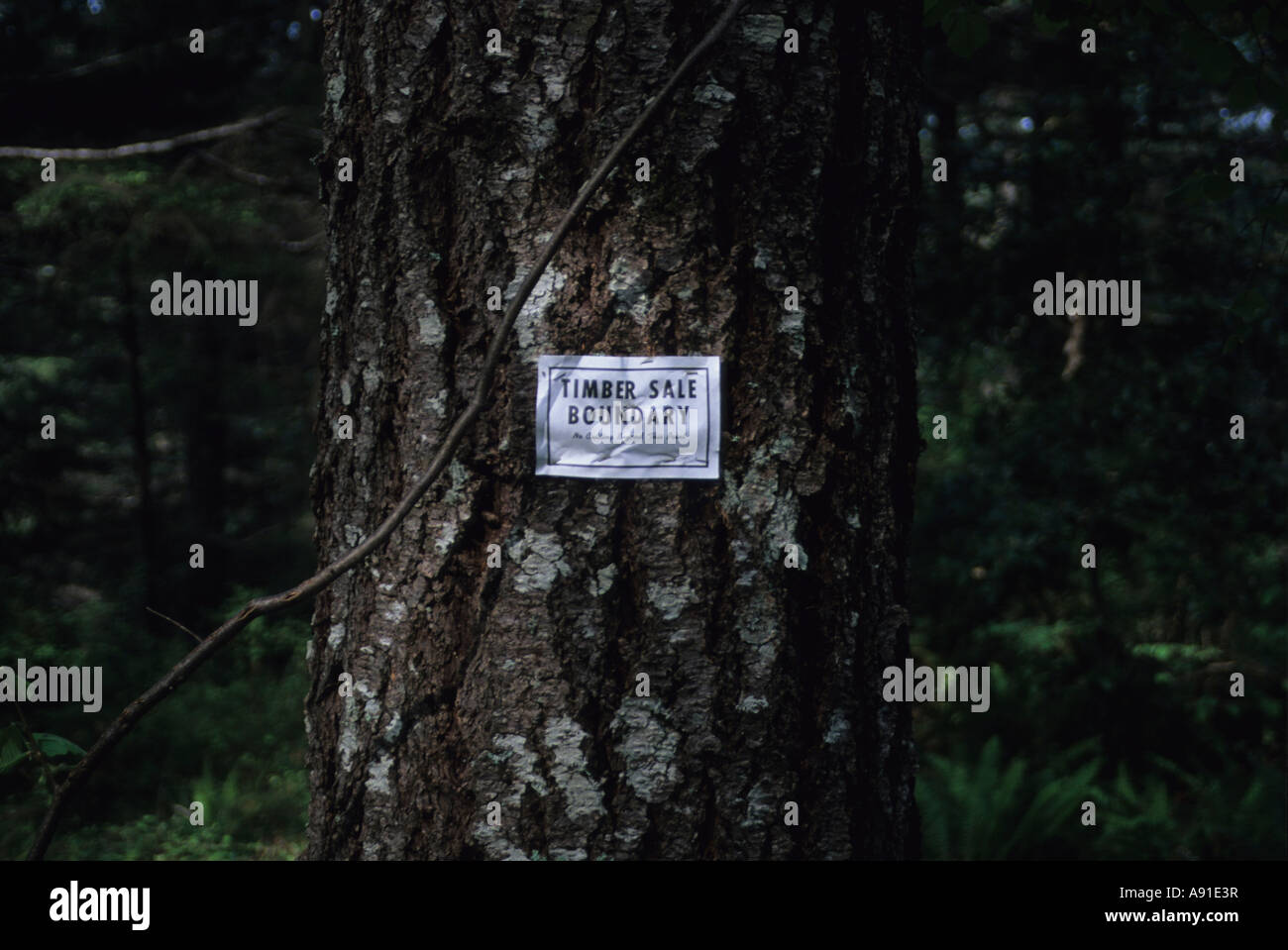 Timber sale sign on tree Orgon USA Stock Photo - Alamy