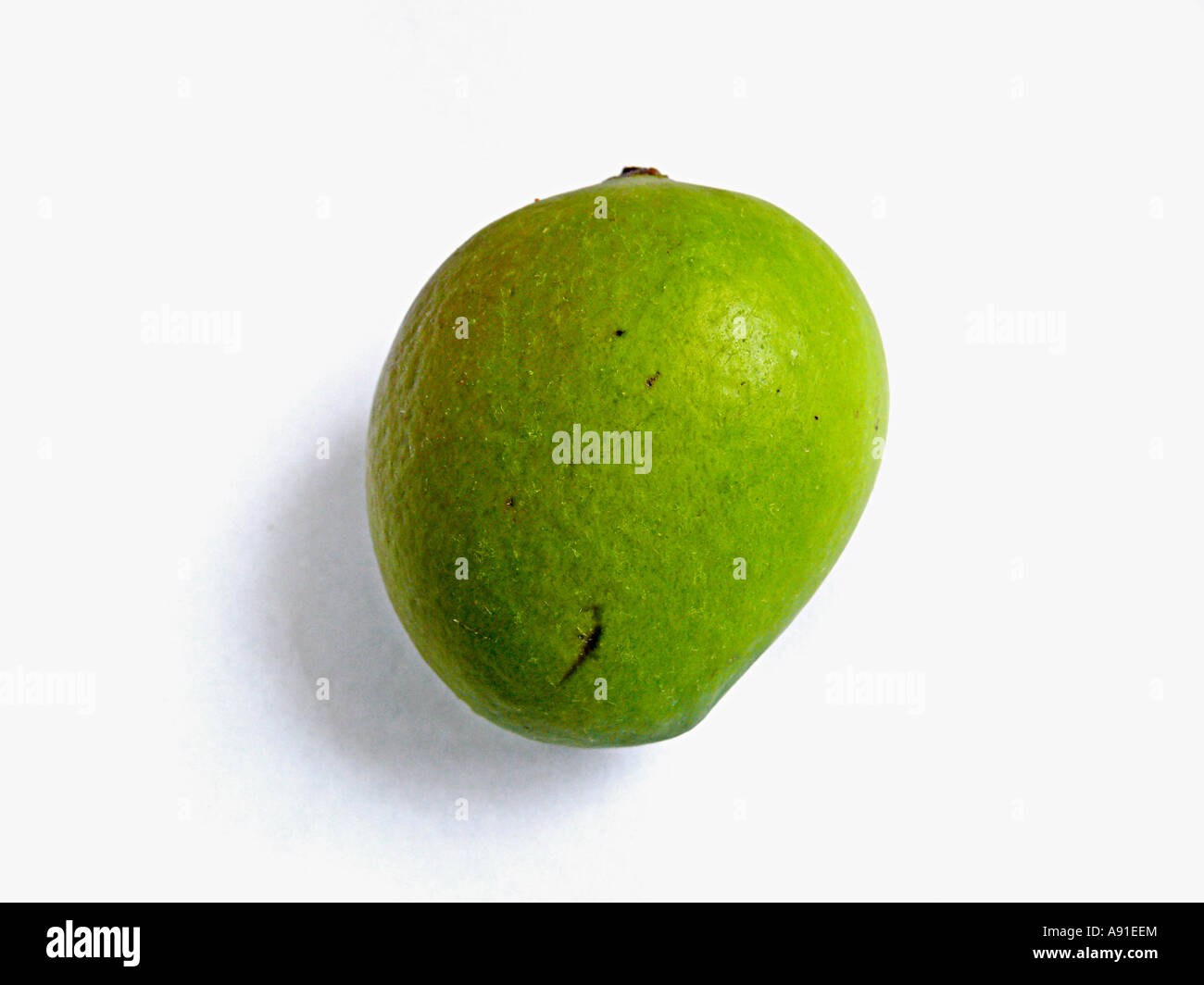 Mangifera Indica L High Resolution Stock Photography and Images - Alamy