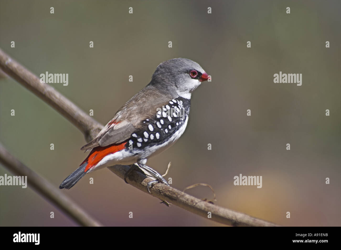 Beautiful firetail finch hi-res stock photography and images - Alamy