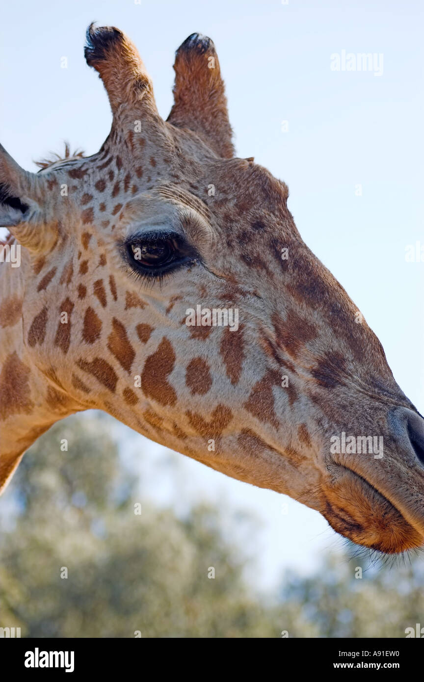 Giraffe Eyelashes