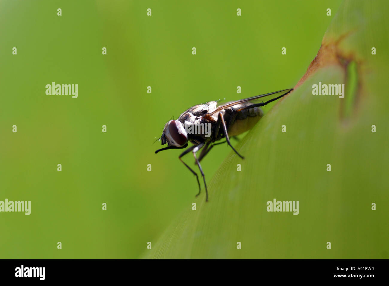 Housefly on food hi-res stock photography and images - Alamy