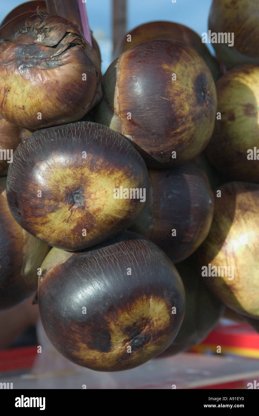 sea coconut Lodoicea maldivica Stock Photo - Alamy
