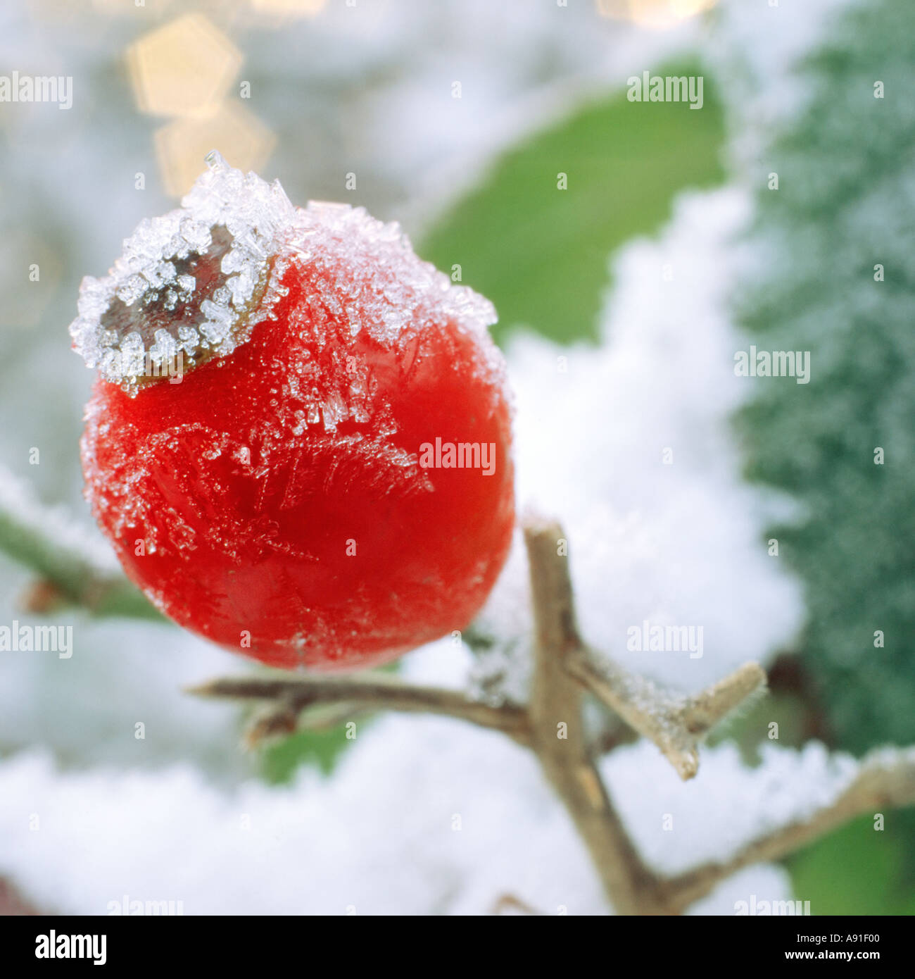 Bentley Priory Harrow England UK Berry with ice crystals Stock Photo ...