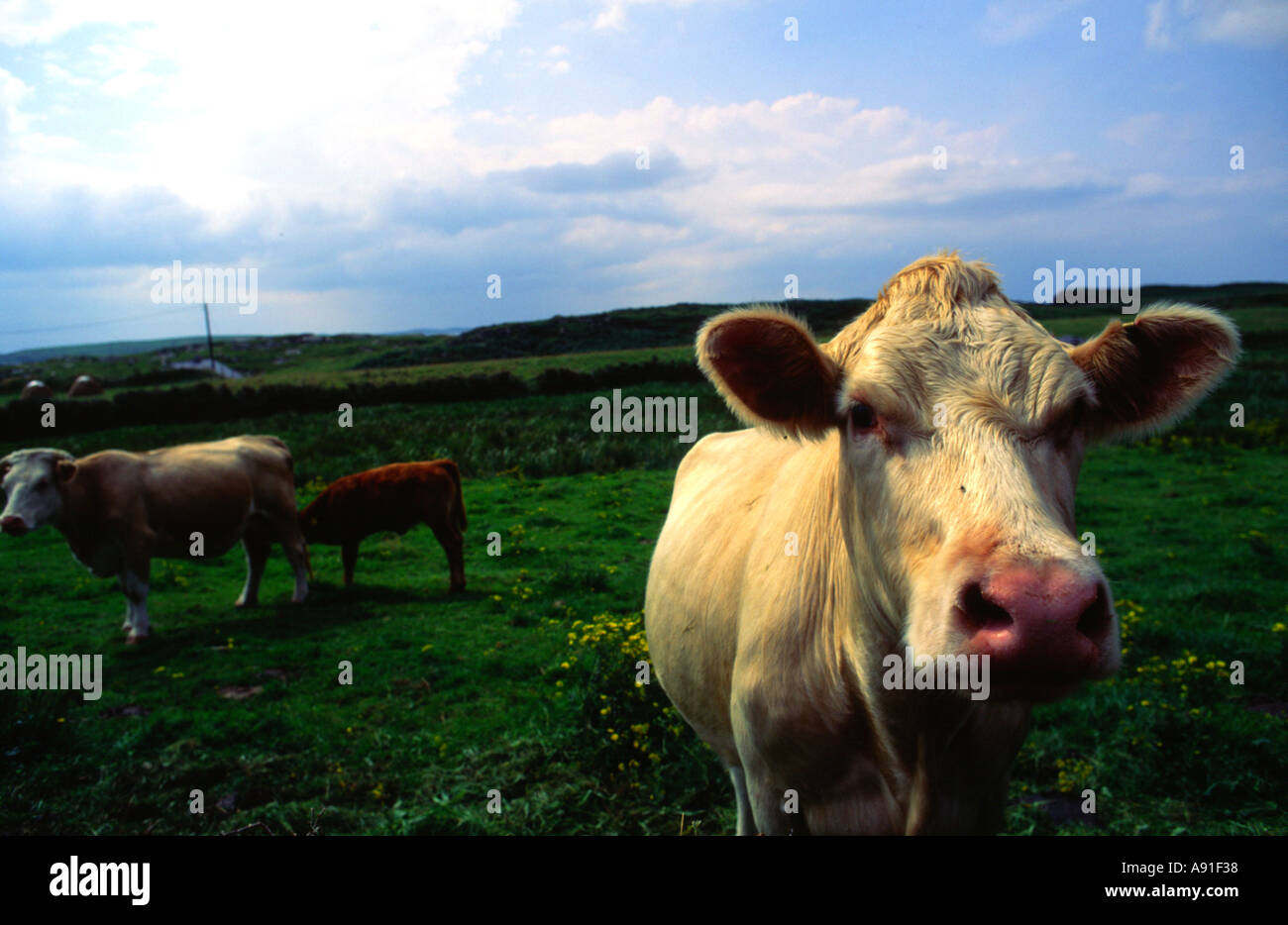 Mad cow disease death hi-res stock photography and images - Alamy