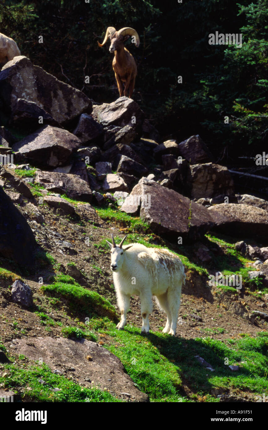 Leader of ewe hi-res stock photography and images - Alamy