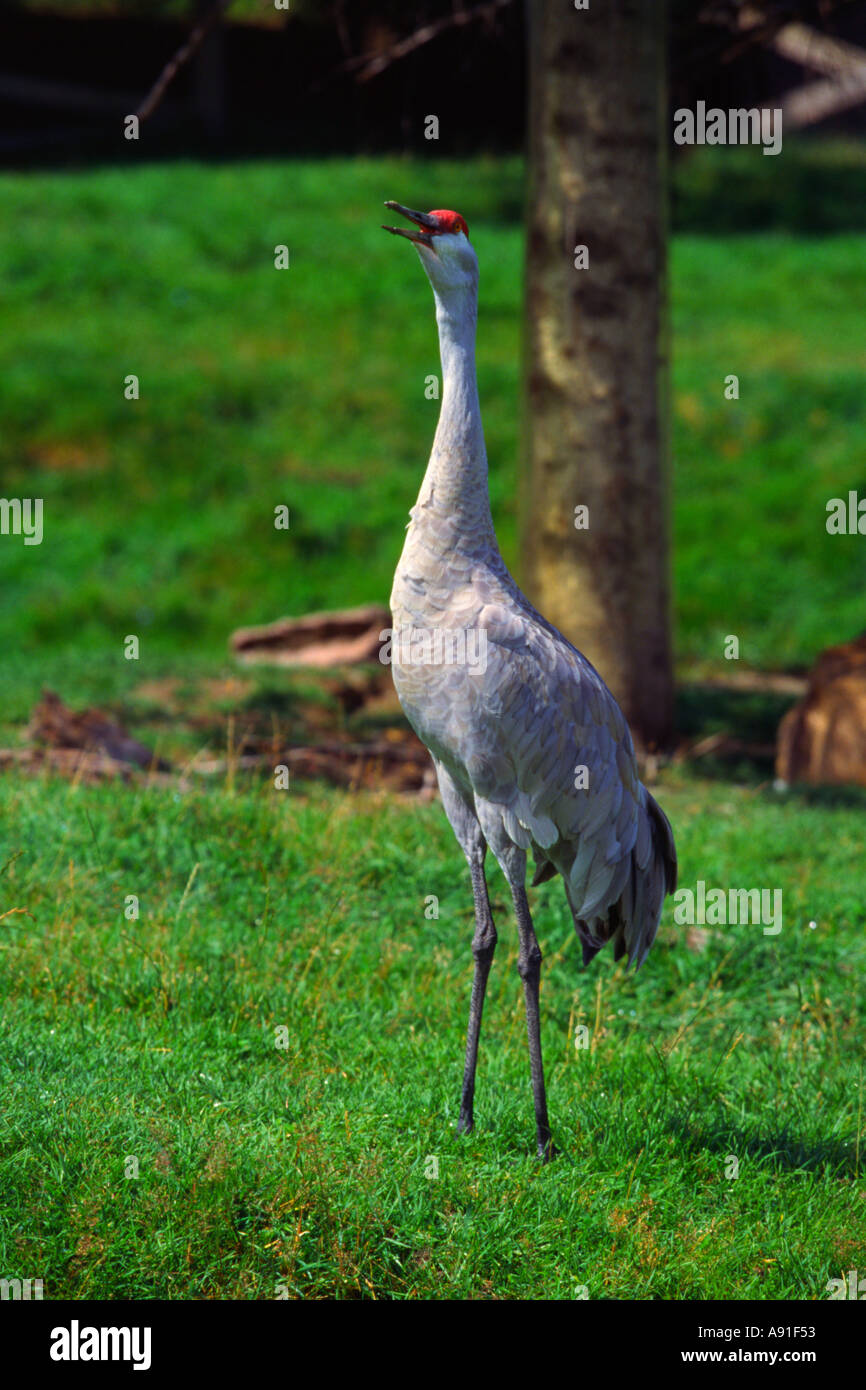 Herons in a zoo Stock Photo - Alamy
