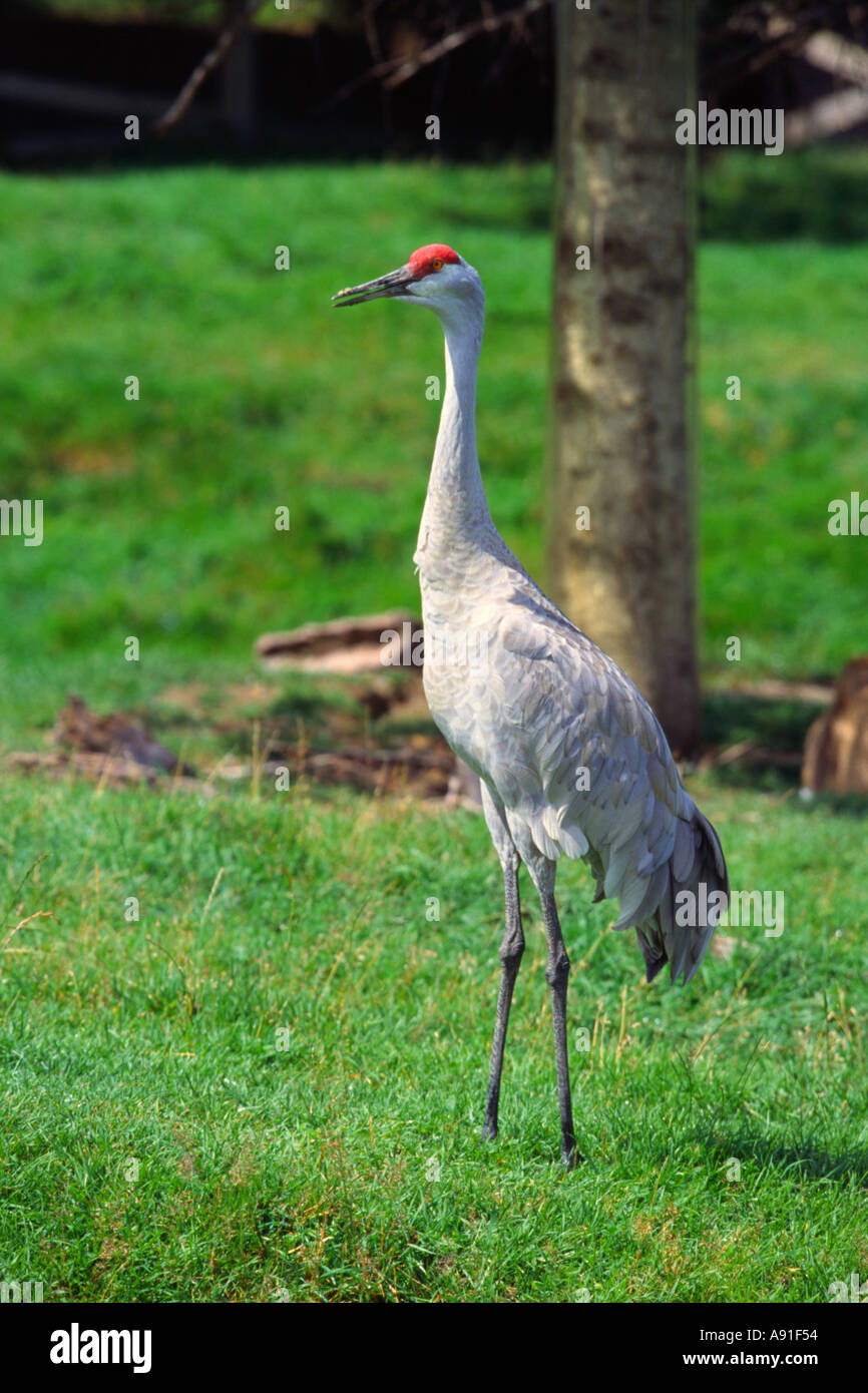 Herons in a zoo Stock Photo - Alamy