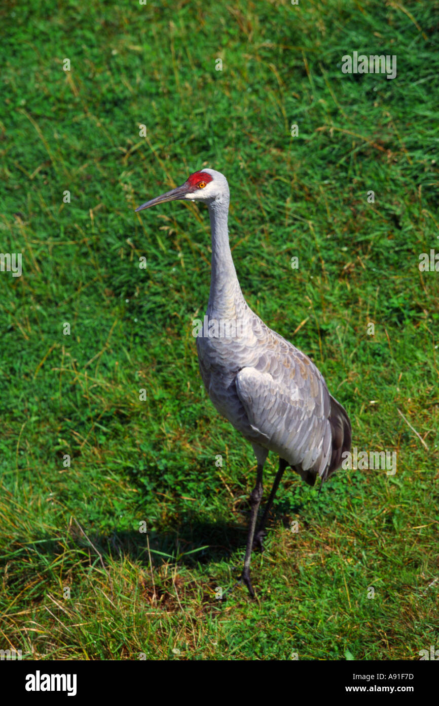 Herons in a zoo Stock Photo - Alamy