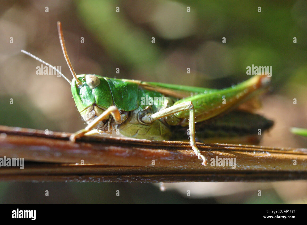 Cricket locust grasshopper Stock Photo - Alamy