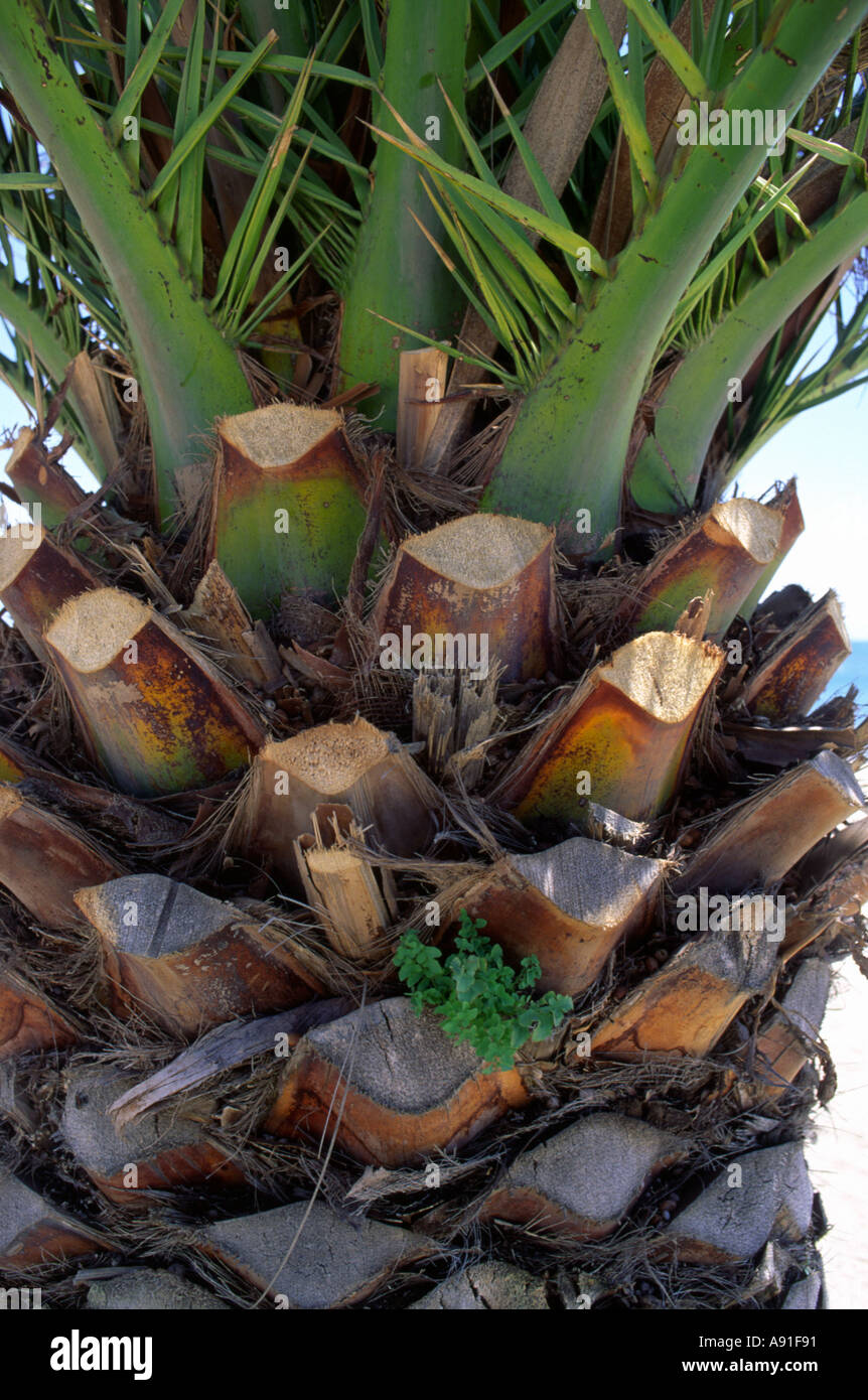 Straight palm tree trunks hi-res stock photography and images - Alamy