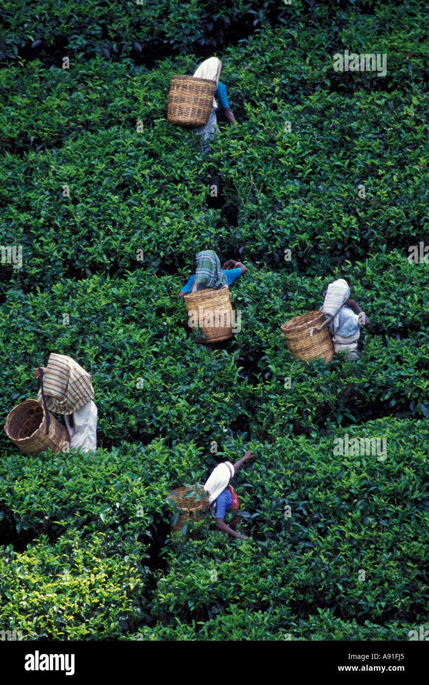 SRI LANKA.Tea Plantations, Kandy Highlands Stock Photo - Alamy