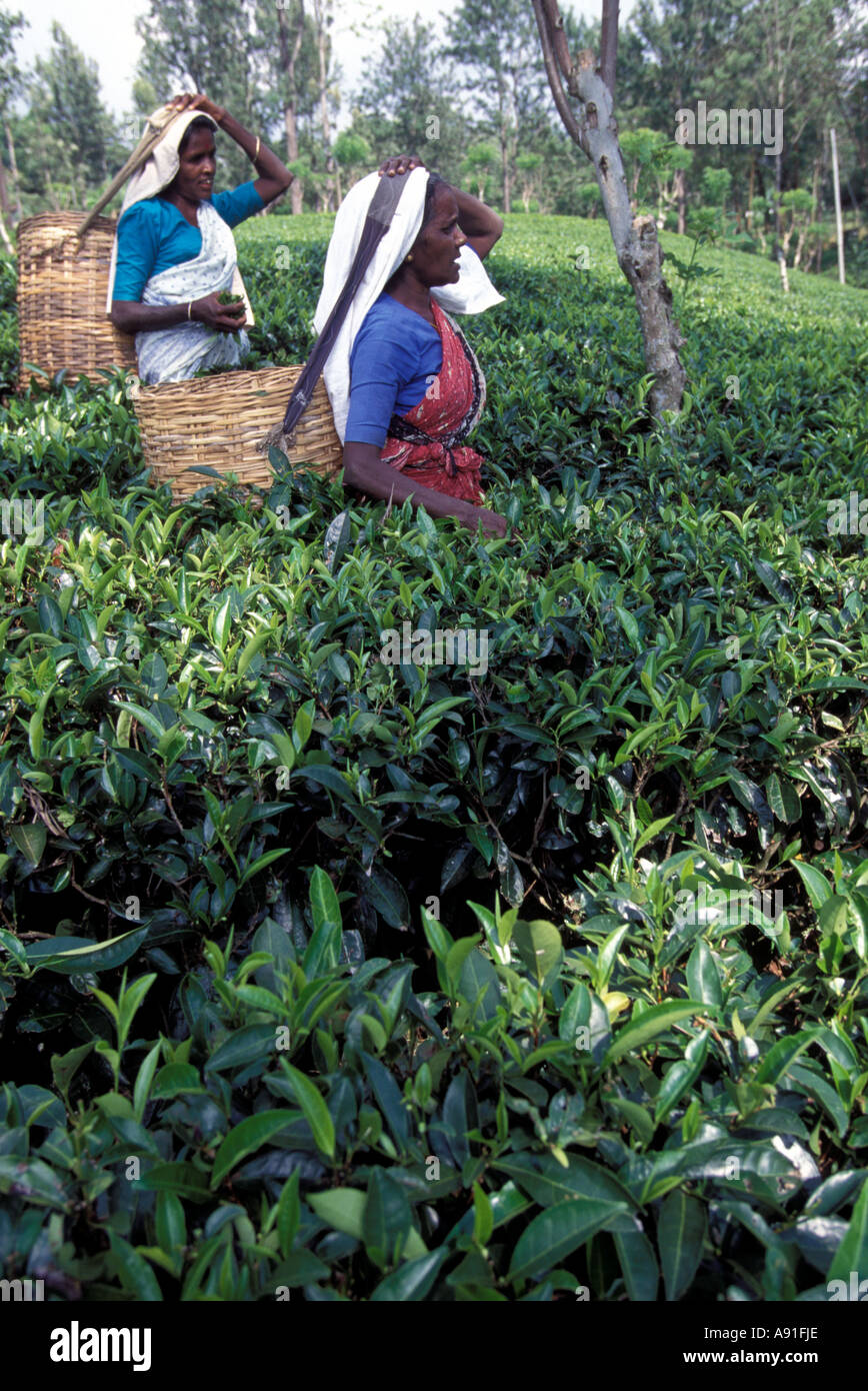SRI LANKA.Tea Plantations, Kandy Highlands Stock Photo - Alamy