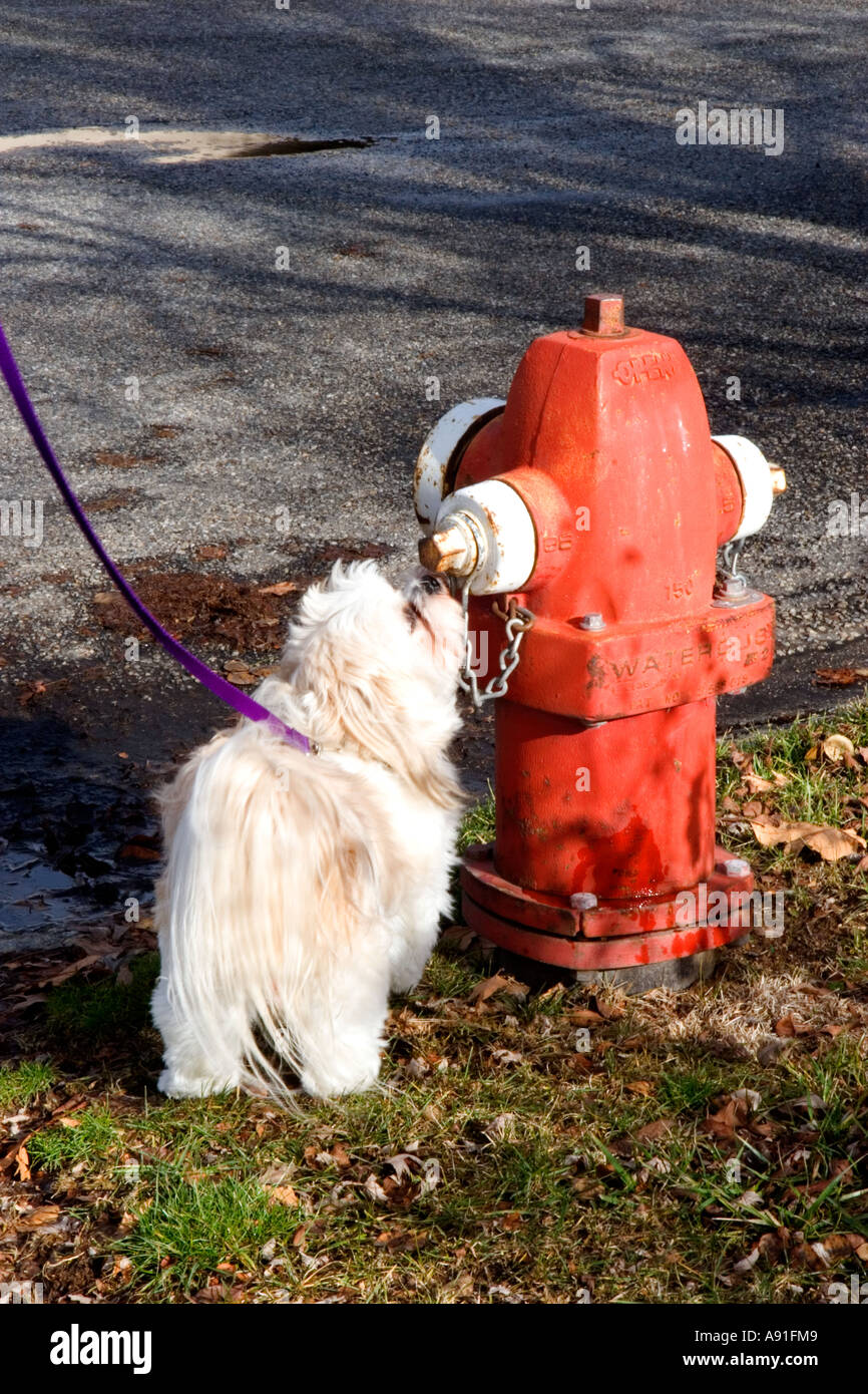 Dog fire hydrant hi-res stock photography and images - Alamy