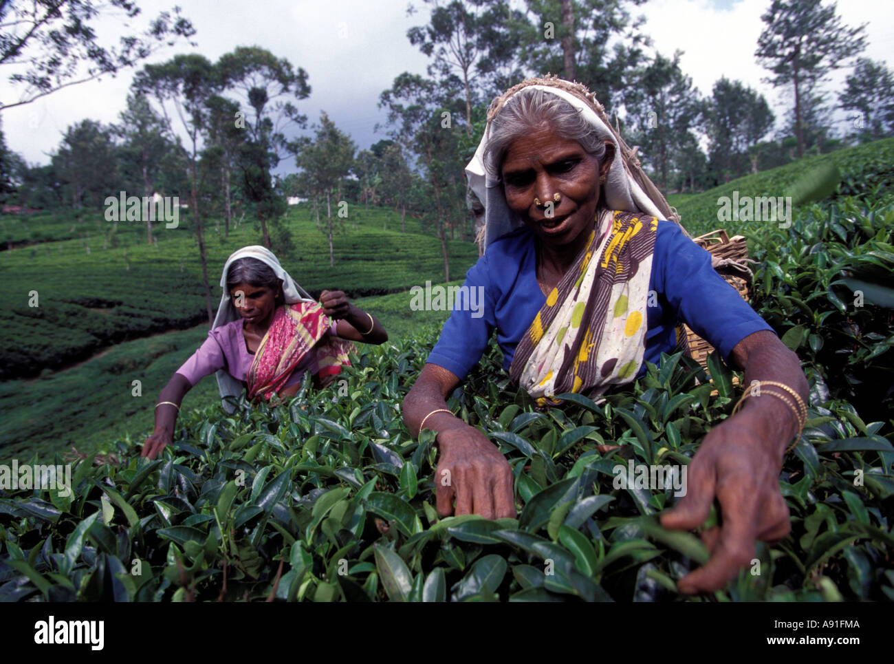 SRI LANKA.Tea Plantations, Kandy Highlands Stock Photo - Alamy