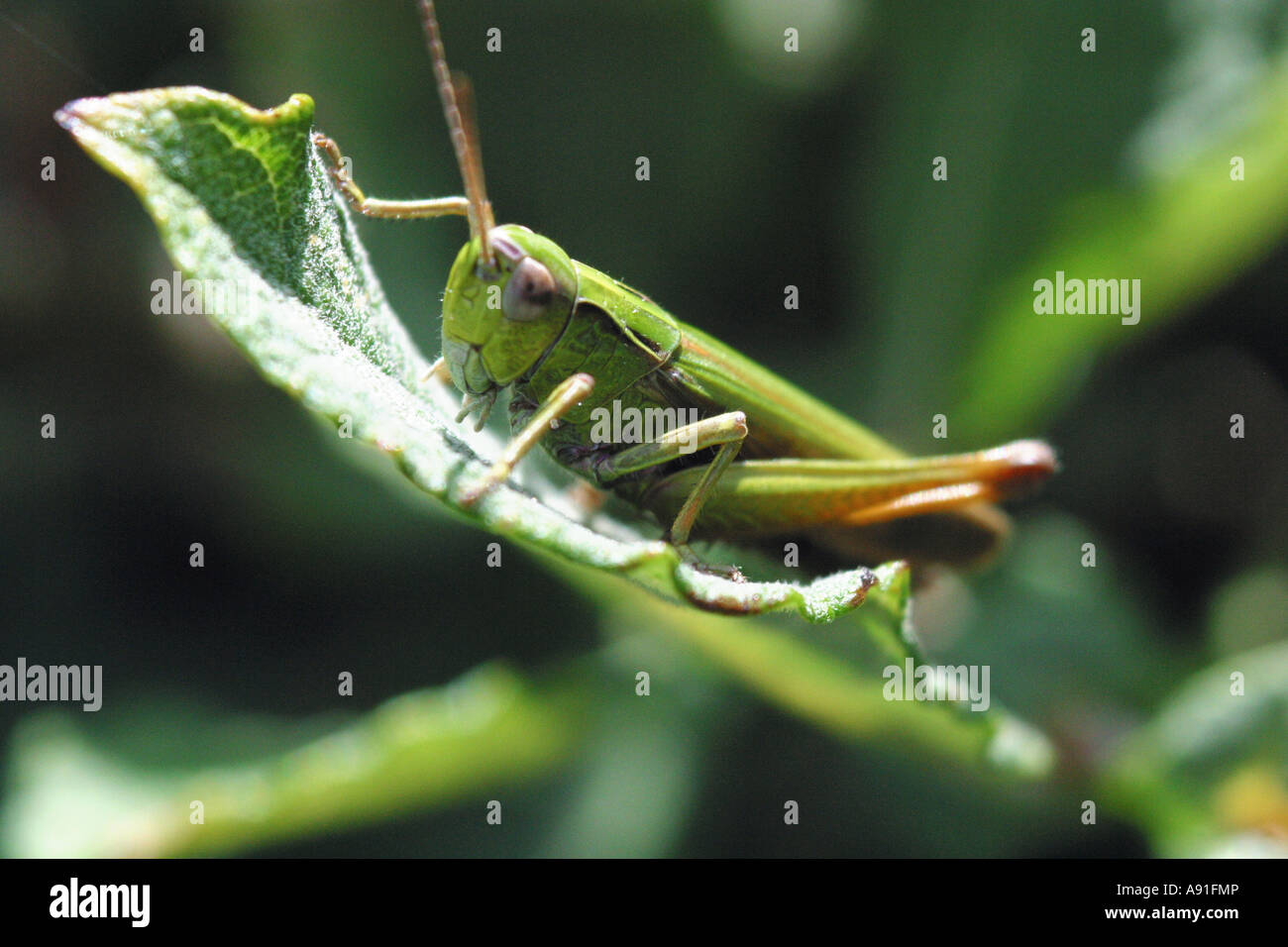 Cricket locust grasshopper Stock Photo - Alamy