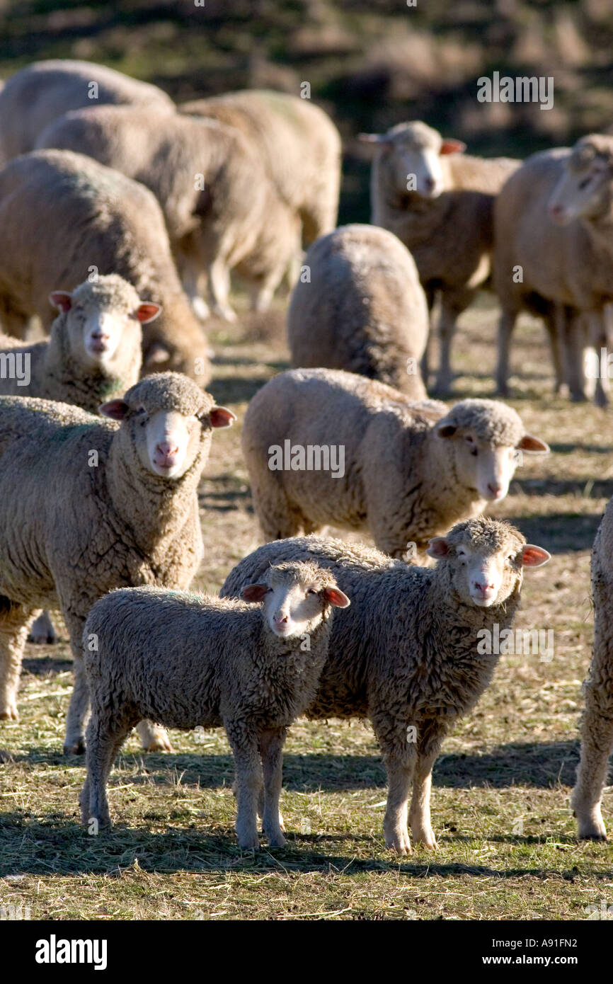 Sheep and lambs near Emmett, Idaho Stock Photo - Alamy