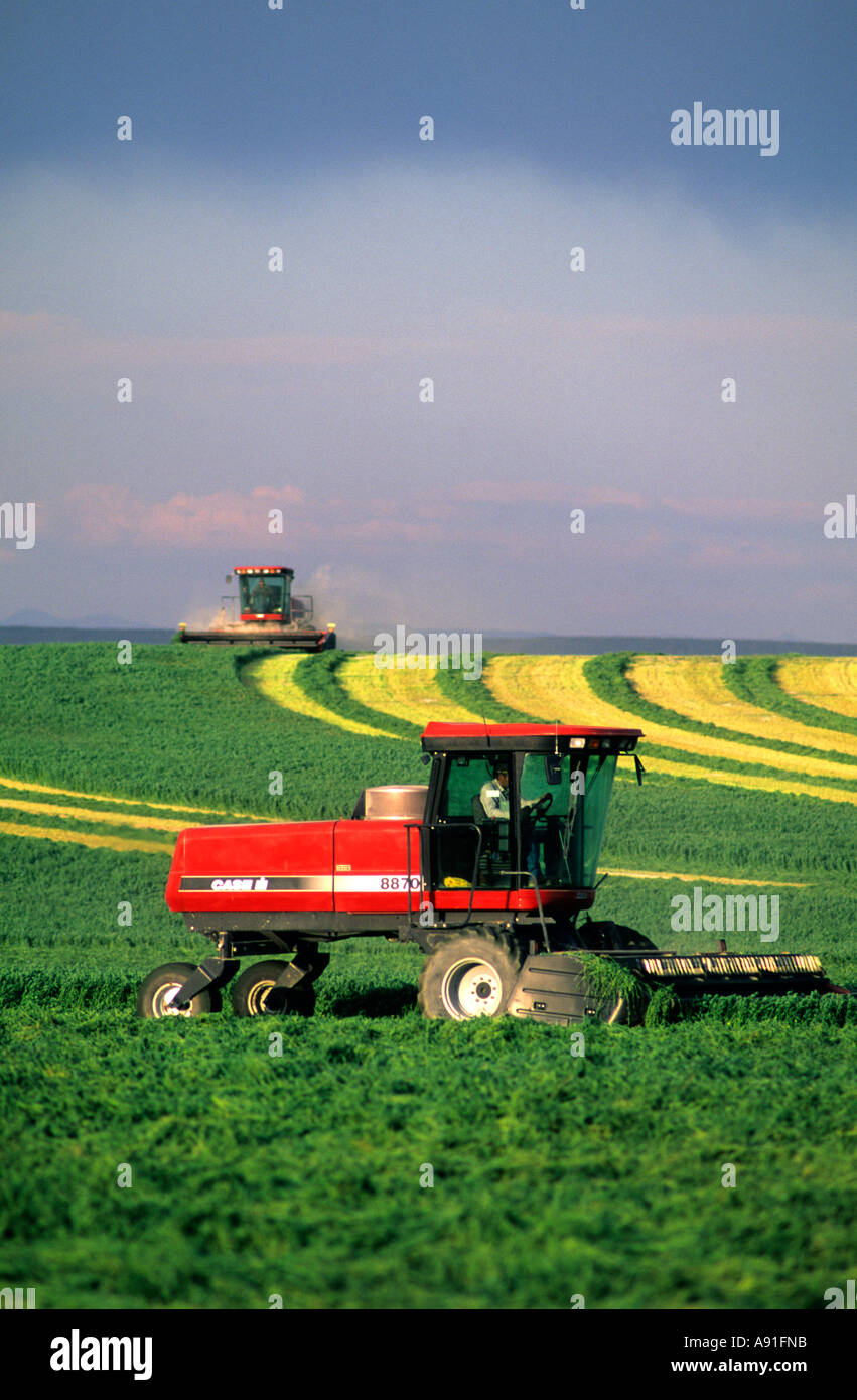 Swathers cutting alfalfa for hay in Grandview, Idaho Stock Photo - Alamy