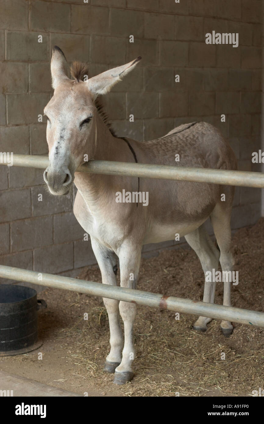 donkey inside stable Stock Photo - Alamy