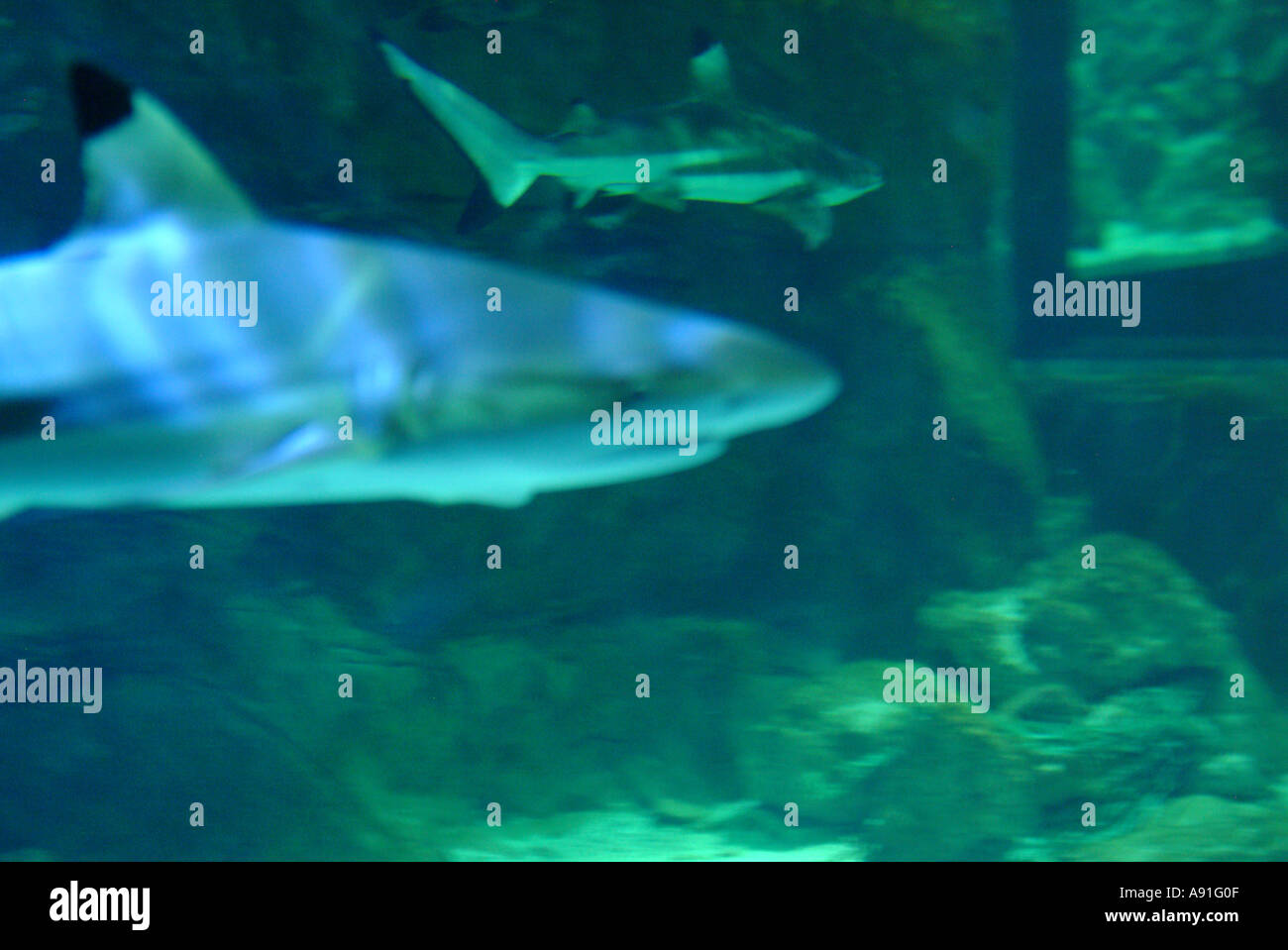 Shark Swimming in Aquarium Stock Photo - Alamy