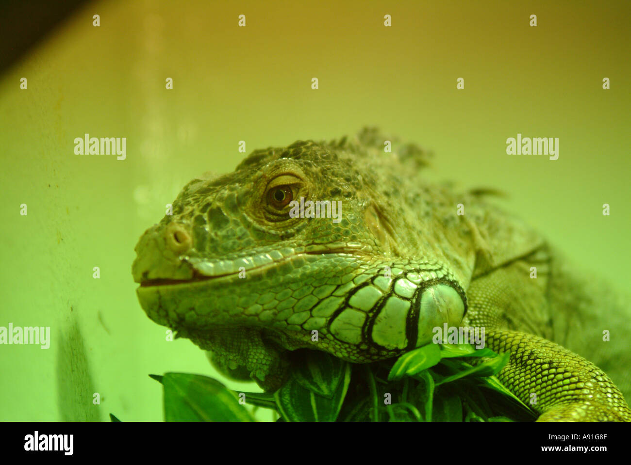 Iquana hi-res stock photography and images - Alamy