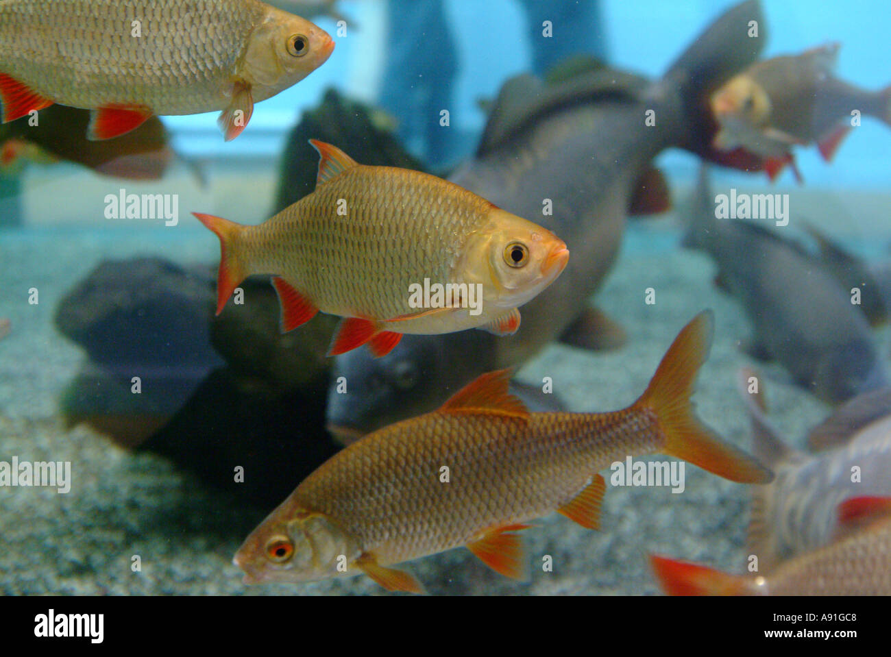 Fish in Aquarium Stock Photo - Alamy