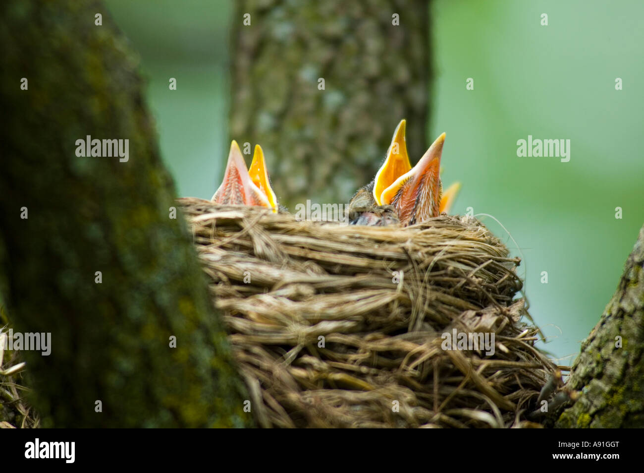 Robin with beak open hi-res stock photography and images - Alamy