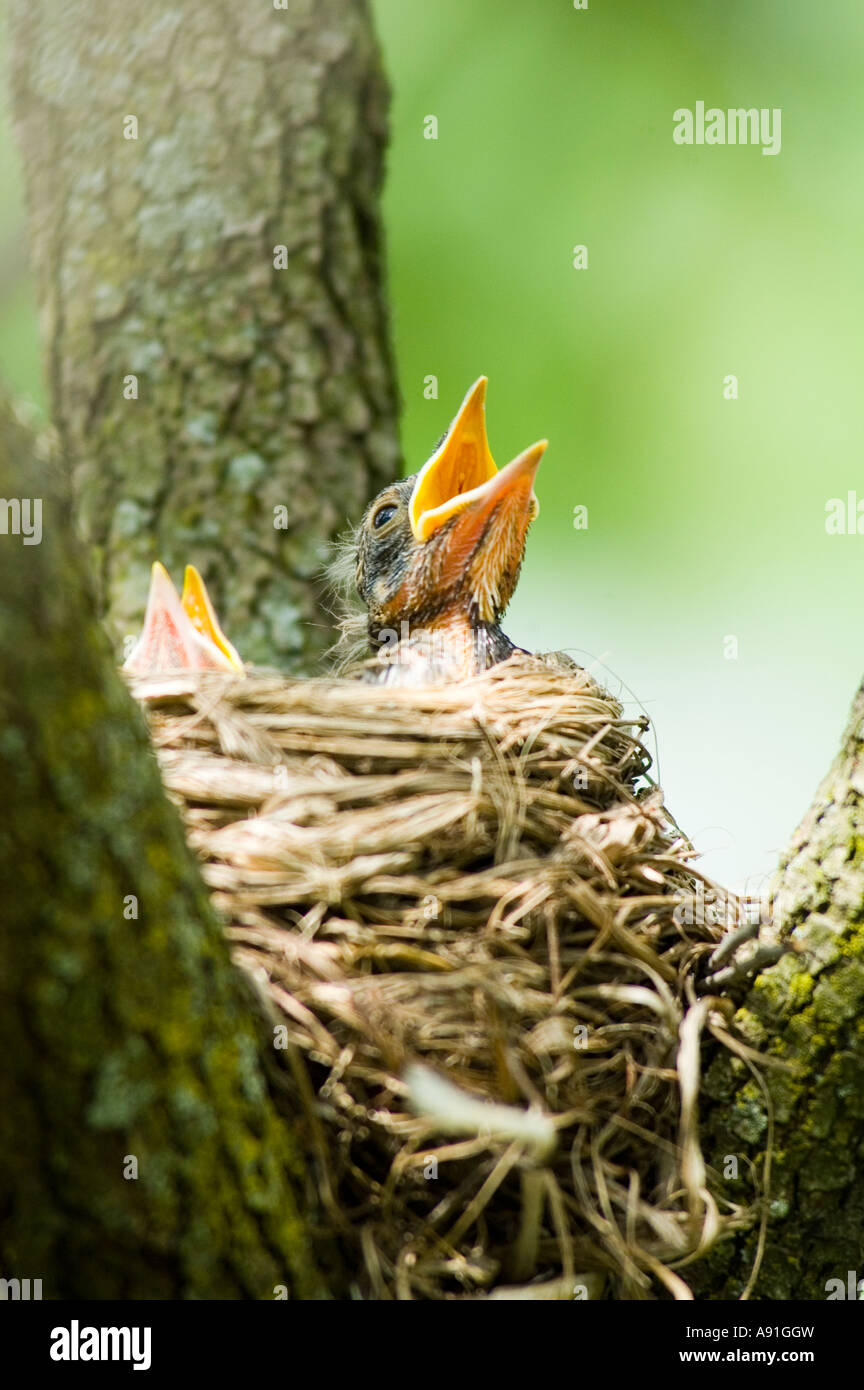 American robin chicks hi-res stock photography and images - Alamy