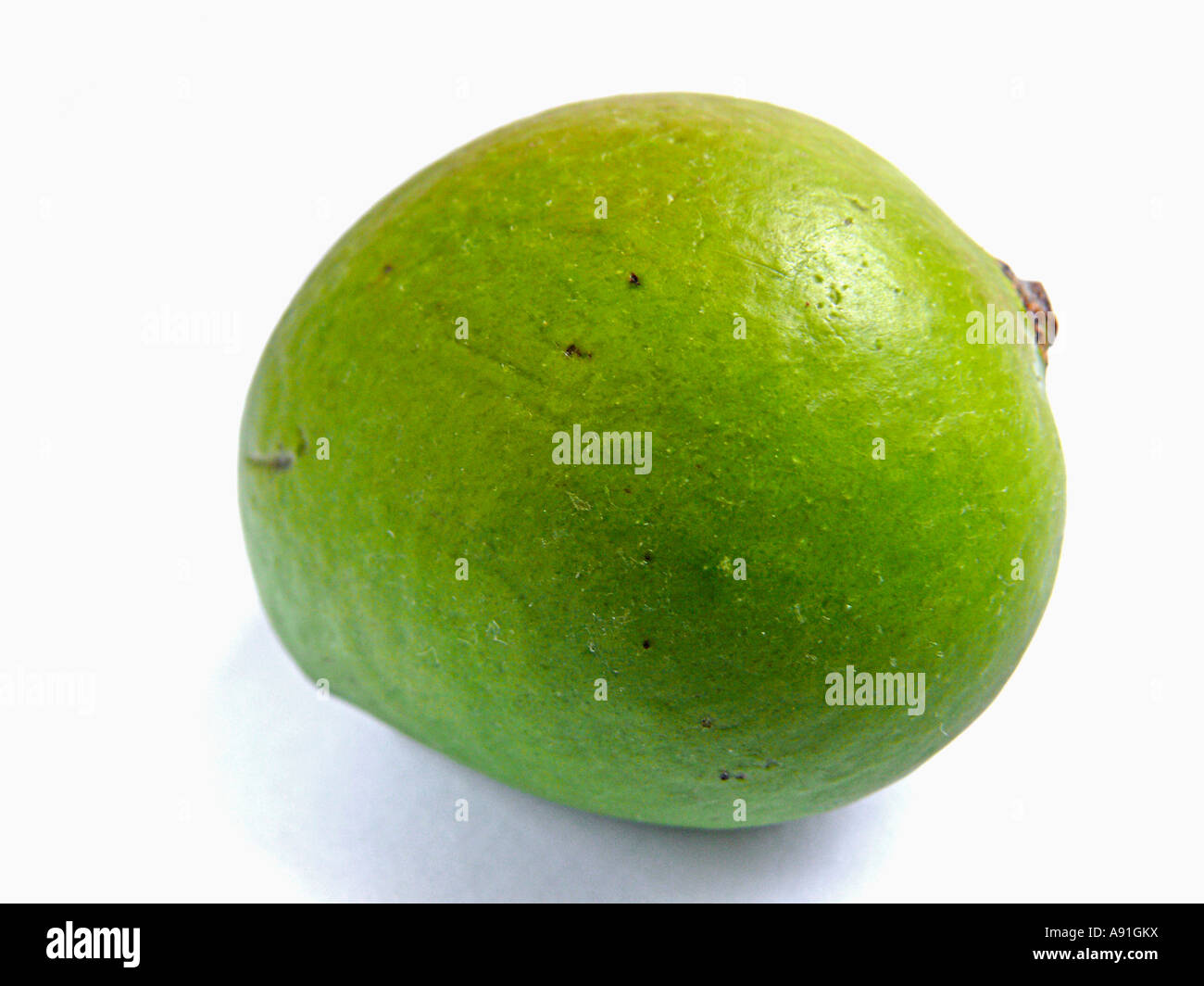 Mangifera indica l hi-res stock photography and images - Alamy