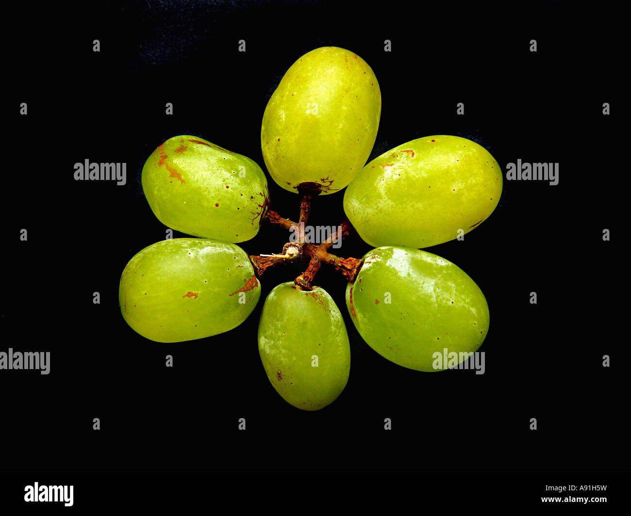 Vitis species hi-res stock photography and images - Alamy