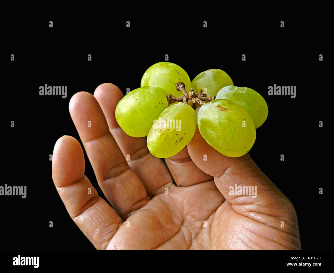 Vitis species hi-res stock photography and images - Alamy