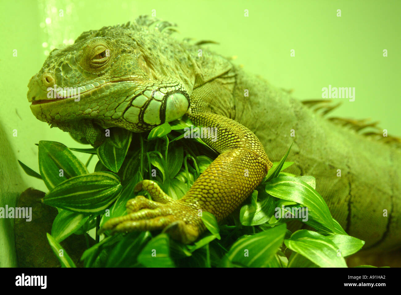 Iquana hi-res stock photography and images - Alamy