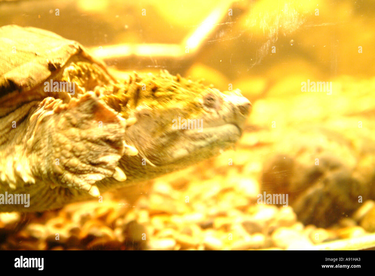 Aqarium fish hi-res stock photography and images - Alamy