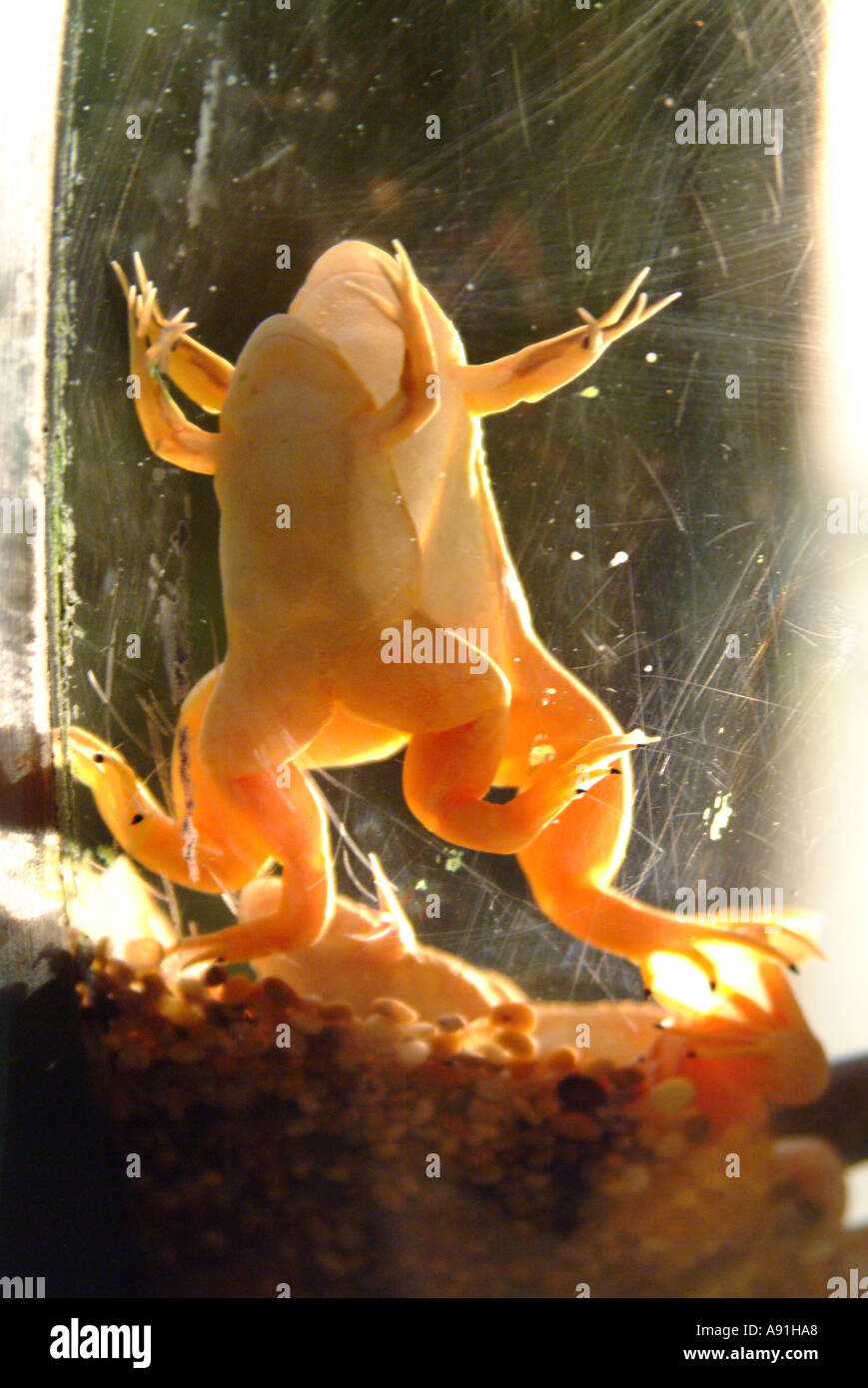Frogs Mating in Aquarium Stock Photo - Alamy