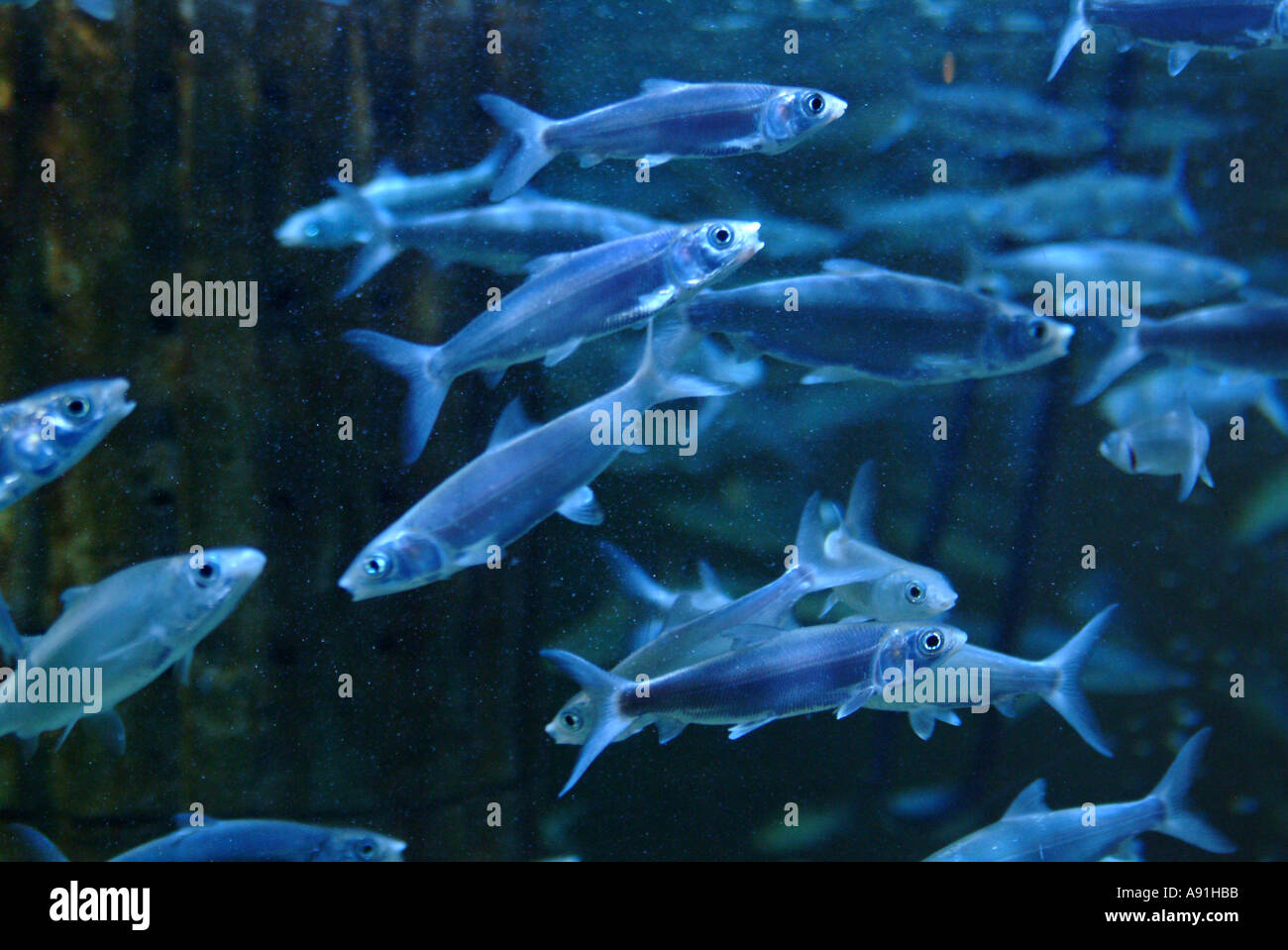 Aqarium Fish High Resolution Stock Photography and Images - Alamy