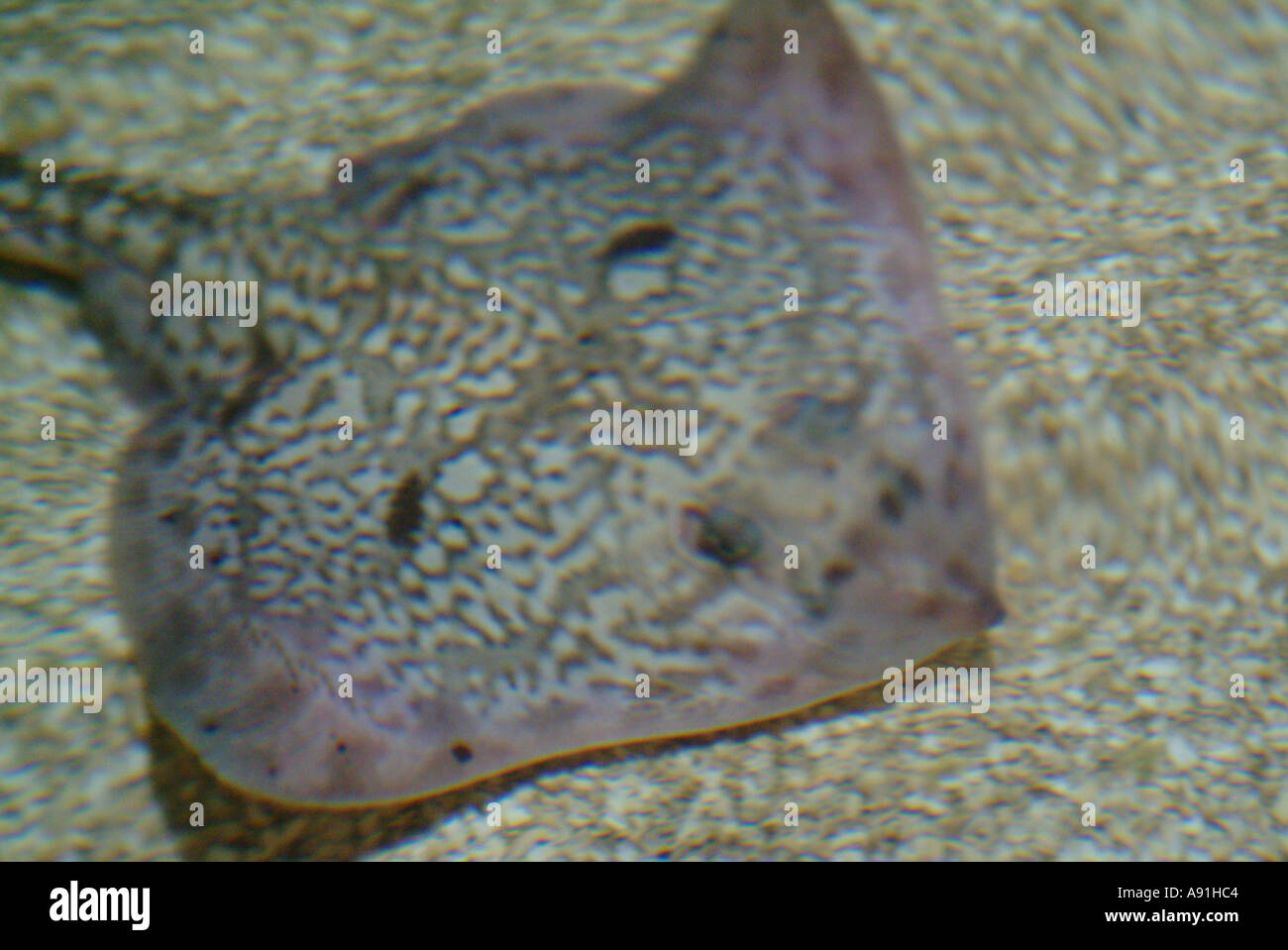 Aqarium Fish High Resolution Stock Photography and Images - Alamy
