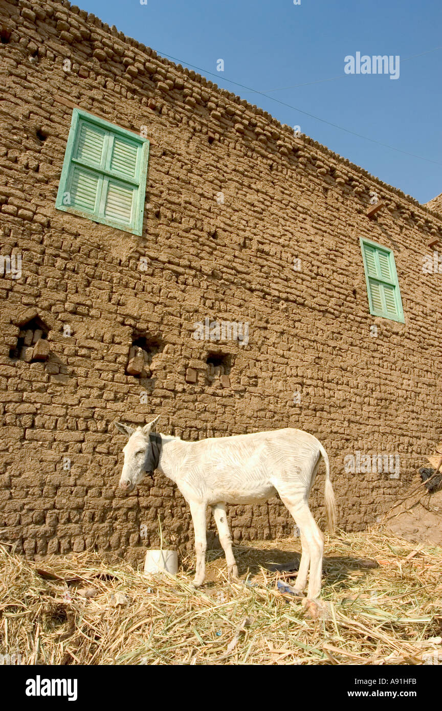donkey Gurna town West Bank Luxor Upper Egypt Egypt North Africa Stock ...