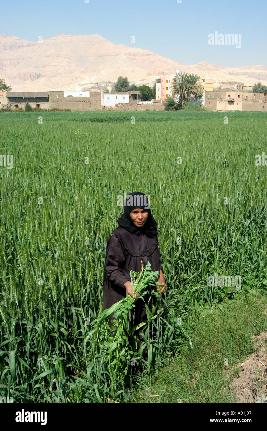 Africa egypt gurna hi-res stock photography and images - Alamy