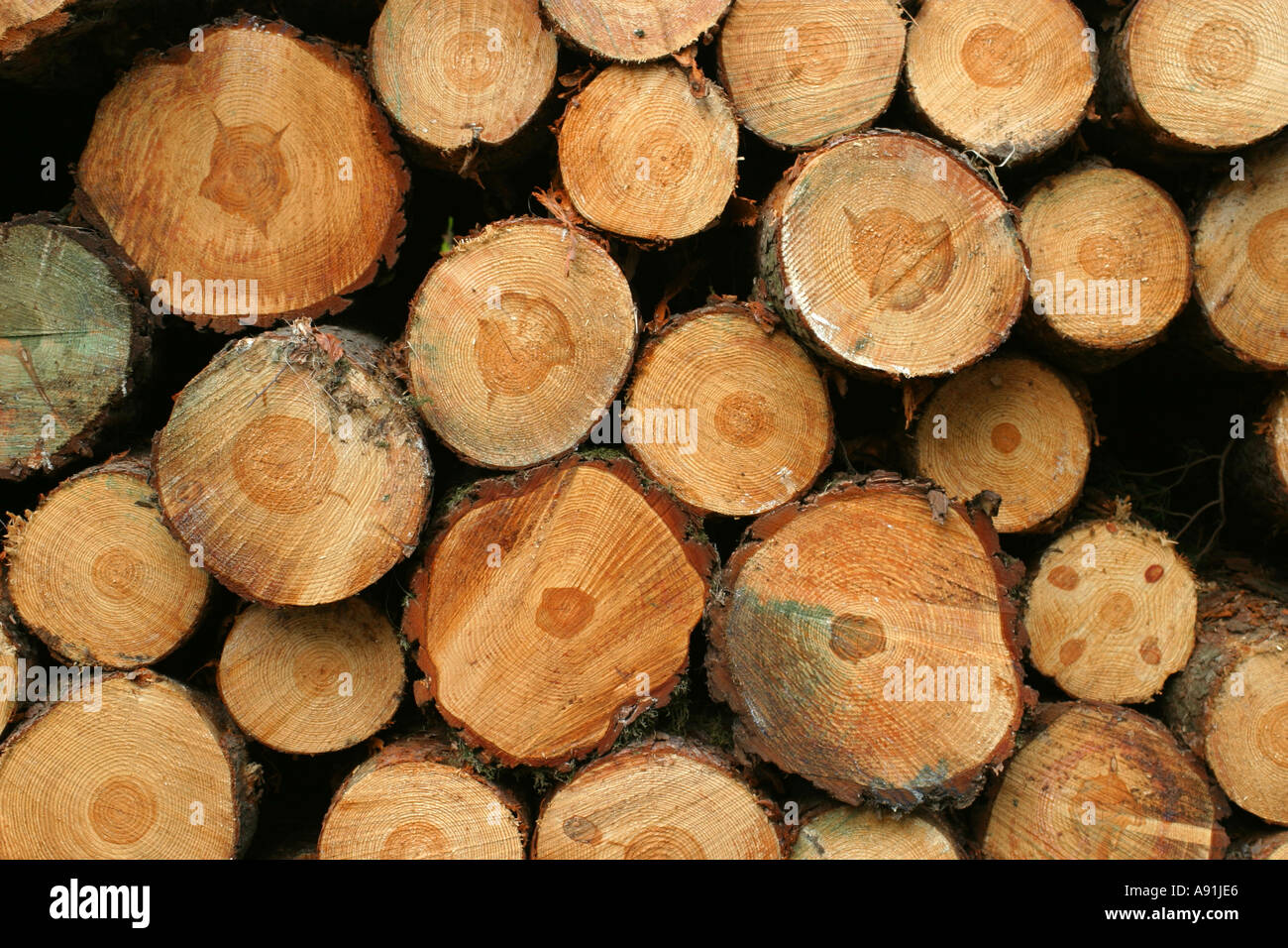Log end view hi-res stock photography and images - Alamy