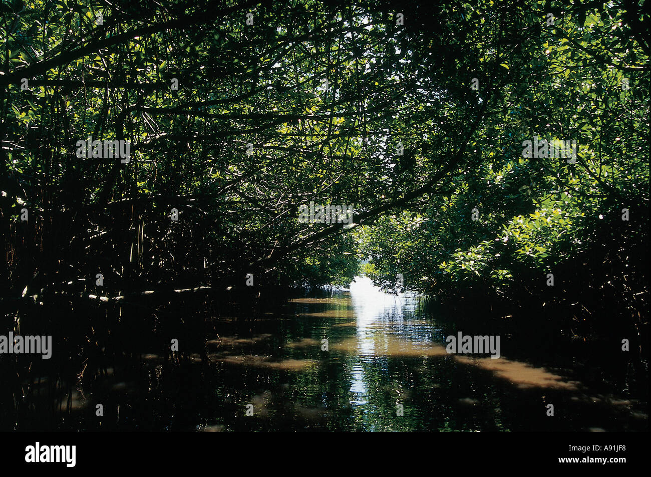 NMJ99634 Backwater trees greenery water Cochin Kerala India Stock Photo ...