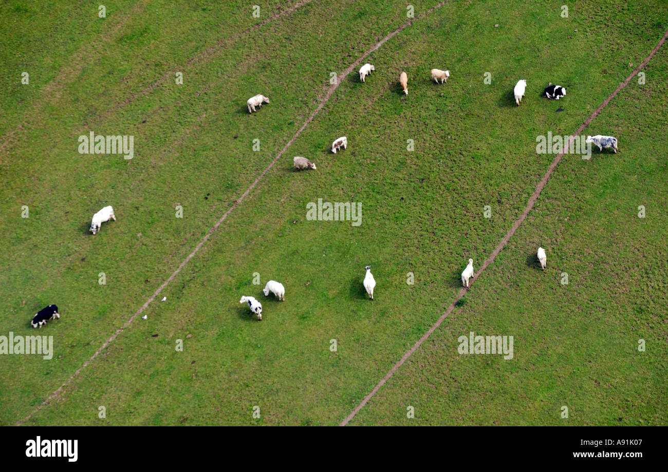 Aerial picture of cows in a field Stock Photo - Alamy