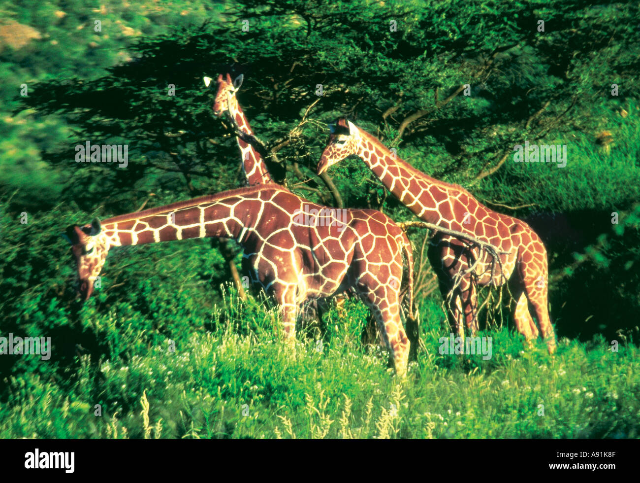 NMJ99690 Giraffe three Eating Tree Leaves Kenya Wild Life Sanctuary ...