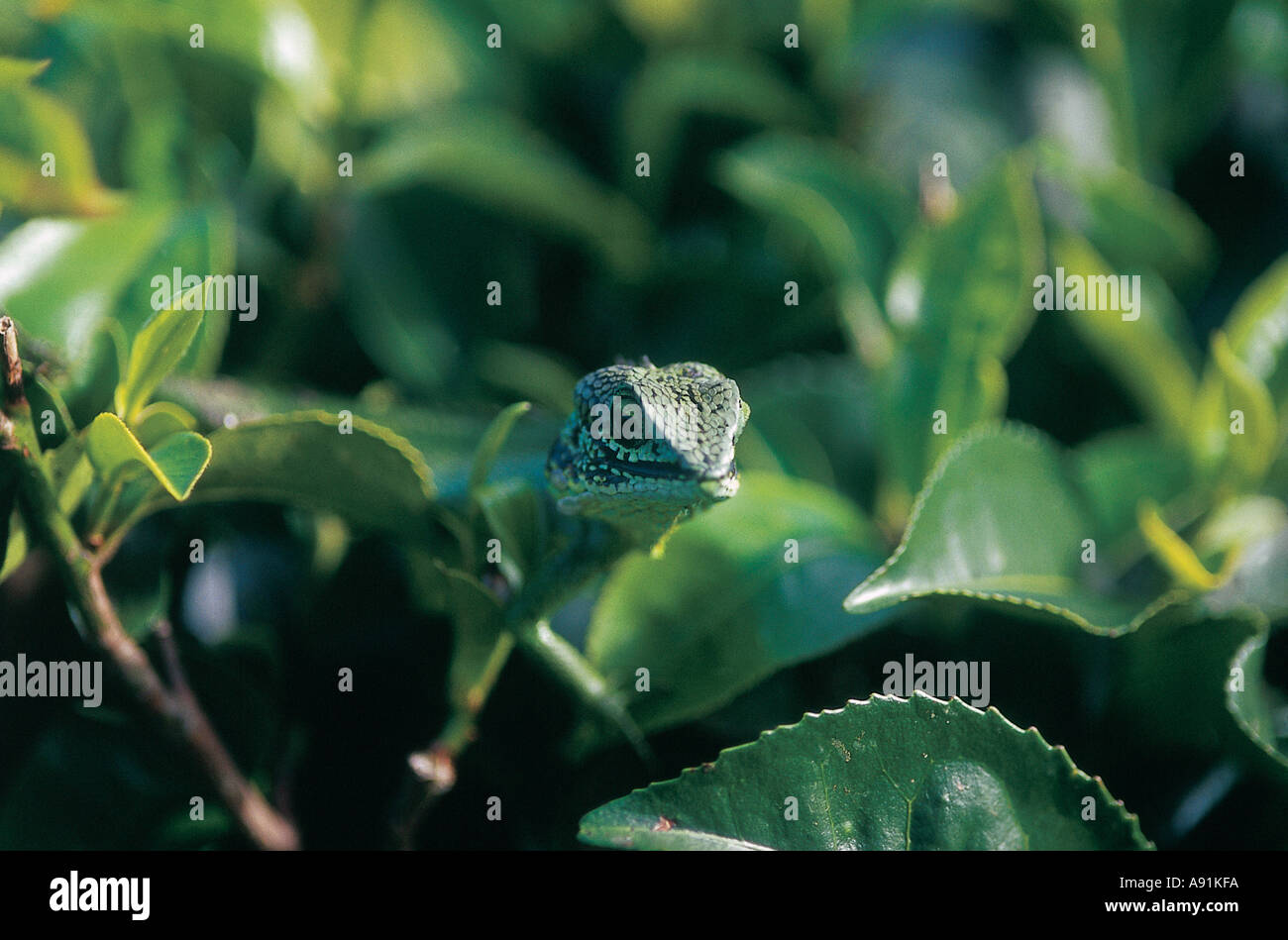 NMJ99767 Girgit lizard camaflouge reading insect Sri Lanka Ceylon Stock ...