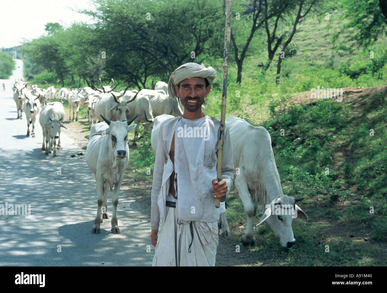 NMJ99736 Cow herd Gawla Village Rajasthan India Stock Photo - Alamy