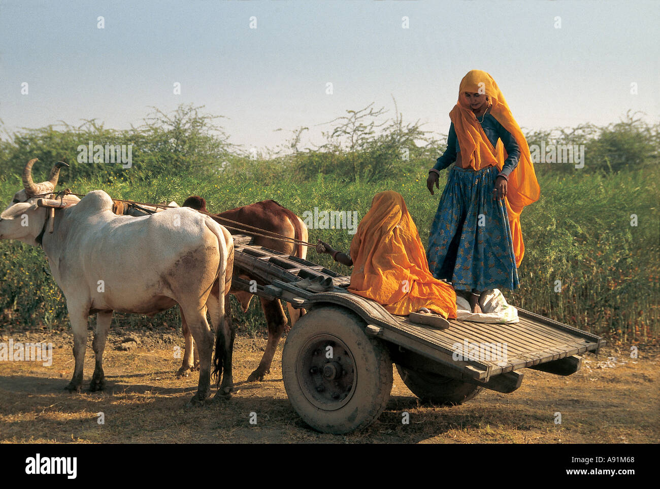 Bullocks pulling cart hi-res stock photography and images - Alamy