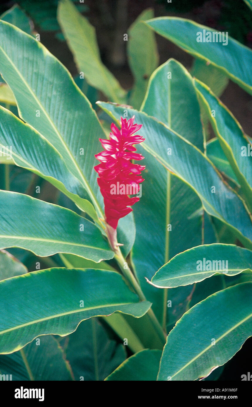 NMJ99800 Flower red color gren plants Sri Lanka Ceylon Stock Photo - Alamy